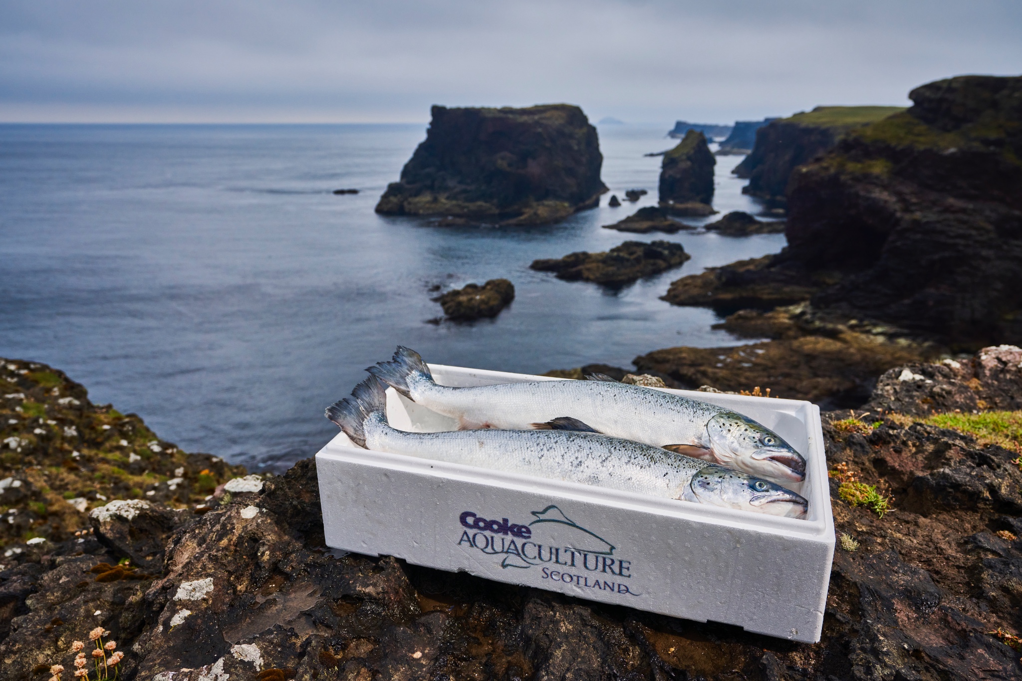 Cooke Aquaculture Scotland | Tall Ships Races Lerwick